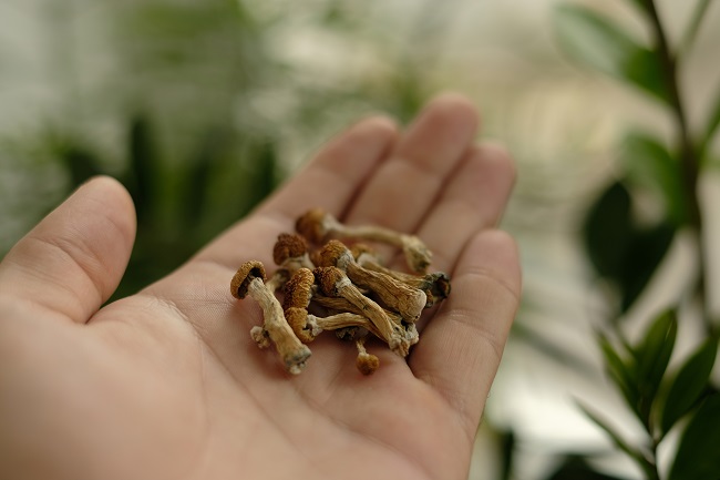 Penanganan Intoksikasi Magic Mushroom - Alomedika
