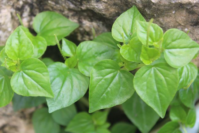 4 Manfaat Daun Sirih Cina untuk Wajah yang Jarang Diketahui - Alodokter