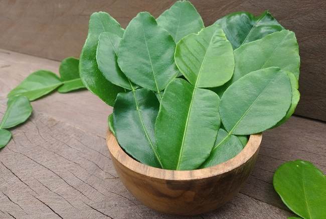 Daun Jeruk Purut, Ini Manfaatnya untuk Kesehatan Tubuh - Alodokter