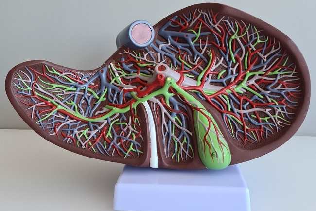 Anatomi Hati dan Fungsinya bagi Tubuh - Alodokter