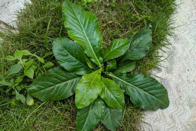 Tapak Liman, Tumbuhan Liar yang Memiliki Manfaat untuk Kesehatan ...