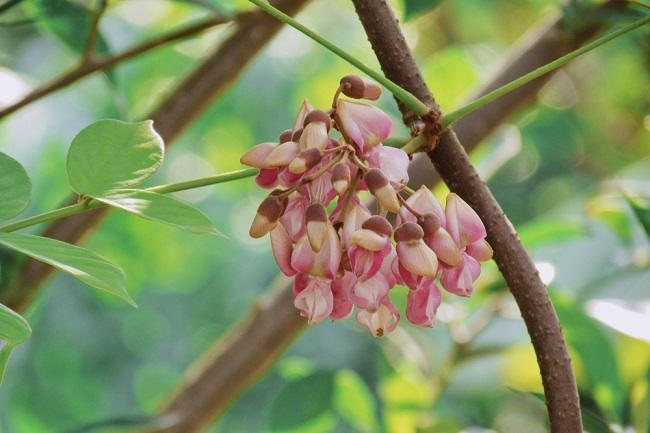 Pohon Tuba, Tanaman Beracun yang Bermanfaat bagi Tubuh - Alodokter