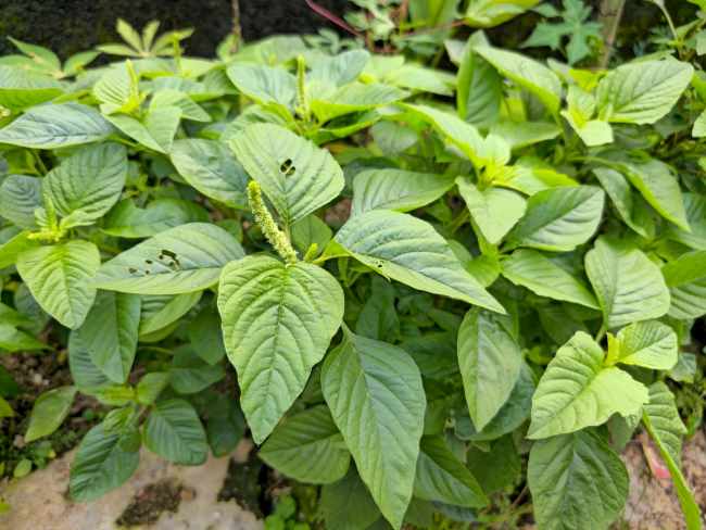 Bayam Duri, Ini Ragam Manfaatnya untuk Kesehatan - Alodokter