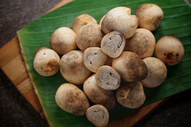 Jamur Merang, Ketahui Kandungan Nutrisi dan Manfaatnya bagi Kesehatan ... Jamur Merang, Ketahui Kandungan Nutrisi dan Manfaatnya bagi Kesehatan ...