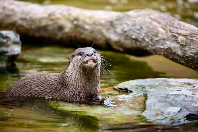 Digigit Berang-Berang, Kenali Bahaya dan Cara Mengobatinya - Alodokter