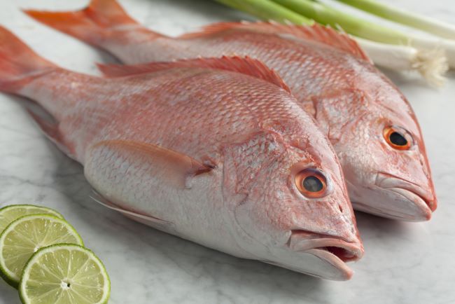 Ikan Kakap, Inilah Kandungan Nutrisi dan Manfaatnya - Alodokter