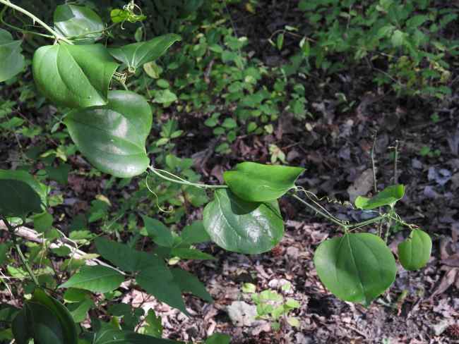 Daun Bungkus Papua, Inilah Manfaat dan Fakta Keamanannya - Alodokter
