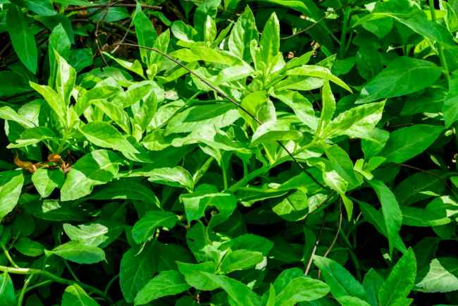 Daun Dewa, Inilah Manfaat dan Cara Mengonsumsinya - Alodokter