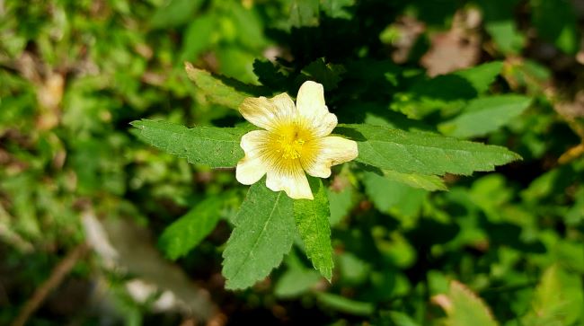 Sidaguri, Kenali Potensi Manfaat dan Risikonya bagi Kesehatan - Alodokter
