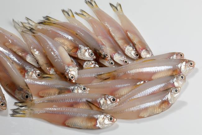 Ikan Bilis, Inilah Kandungan Nutrisi, Potensi Manfaat, dan Tips Aman ...