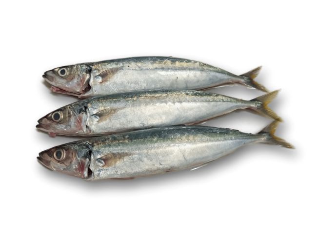 Mengenal Ikan Layang, Sumber Protein Hewani yang Enak, Ekonomis dan ...