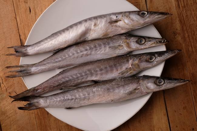Ikan Barakuda, Ini Kandungan Gizi dan Manfaatnya untuk Kesehatan ...