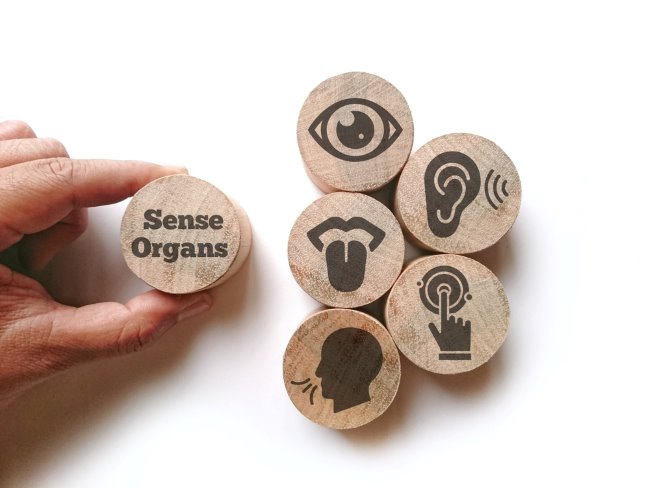 Panca Indra, Kenali Fungsi dan Cara Menjaga Kesehatannya - Alodokter