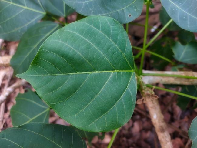 Daun Dadap Serep, Inilah Manfaat dan Tips Aman Menggunakannya - Alodokter