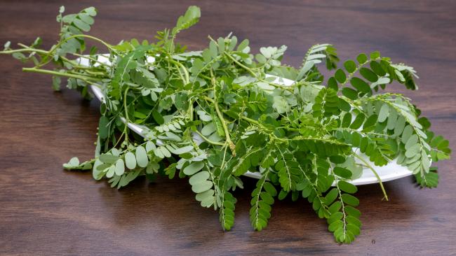 Daun Meniran, Ini Manfaat dan Efek Sampingnya bagi Kesehatan - Alodokter