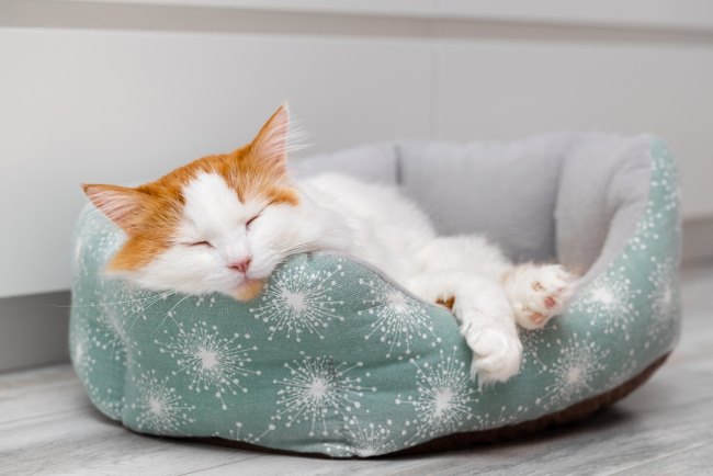 Arti Posisi Tidur Kucing yang Perlu Diketahui - Alodokter