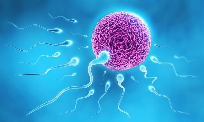 Oogenesis, Proses Terbentuknya Sel Telur pada Wanita - Alodokter