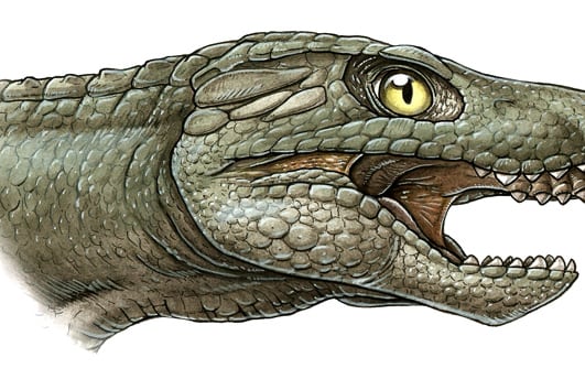 evolution of crocodile by binpaul by GRADE 5