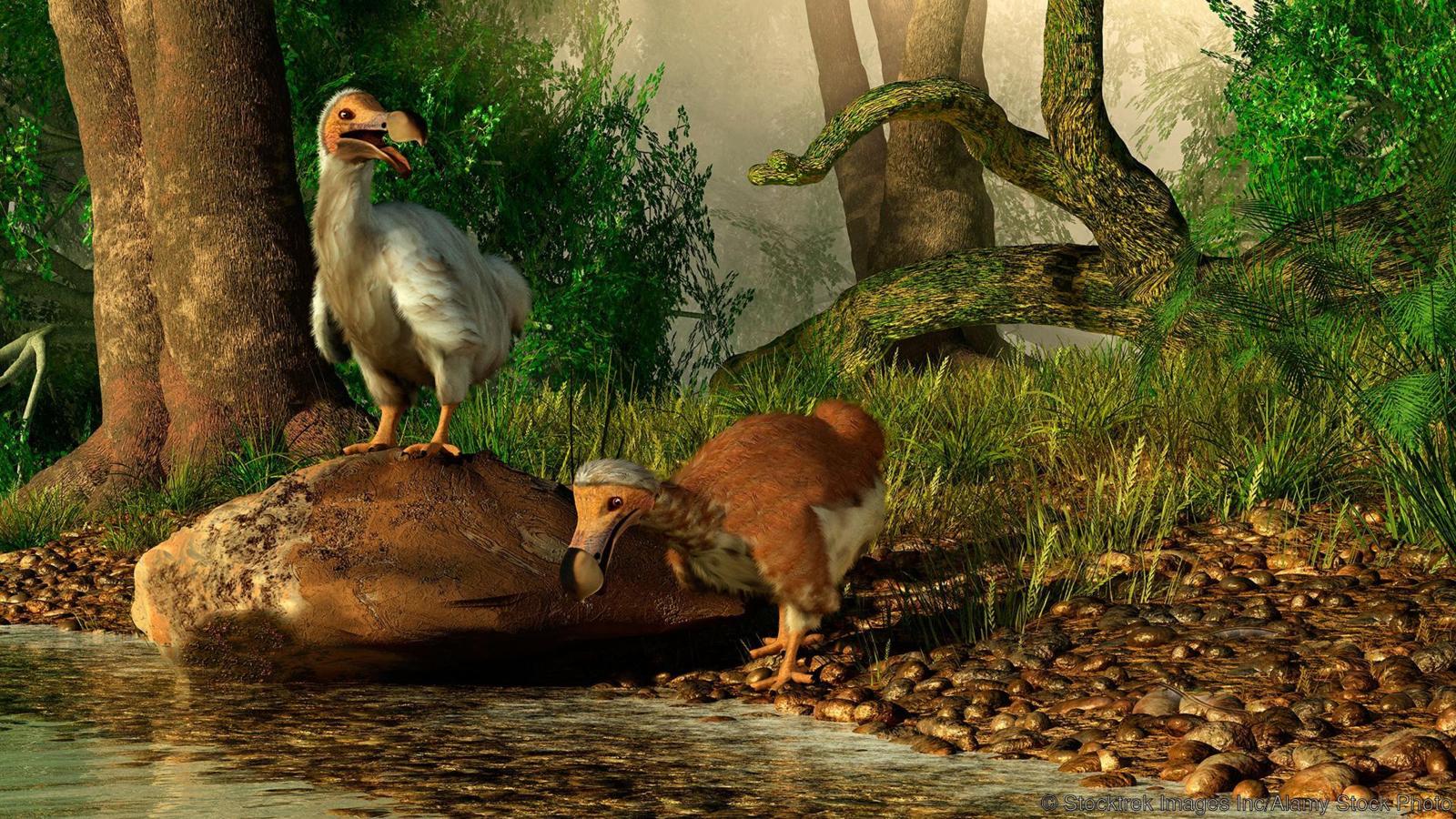 The extinction of the Dodo Bird by JB MALZAC