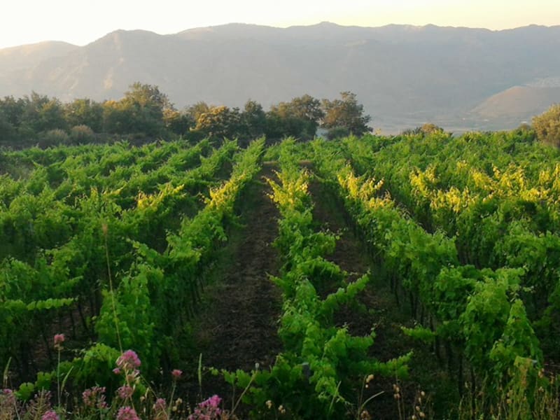 Vigneti Primaterra - Italy Winery Guide