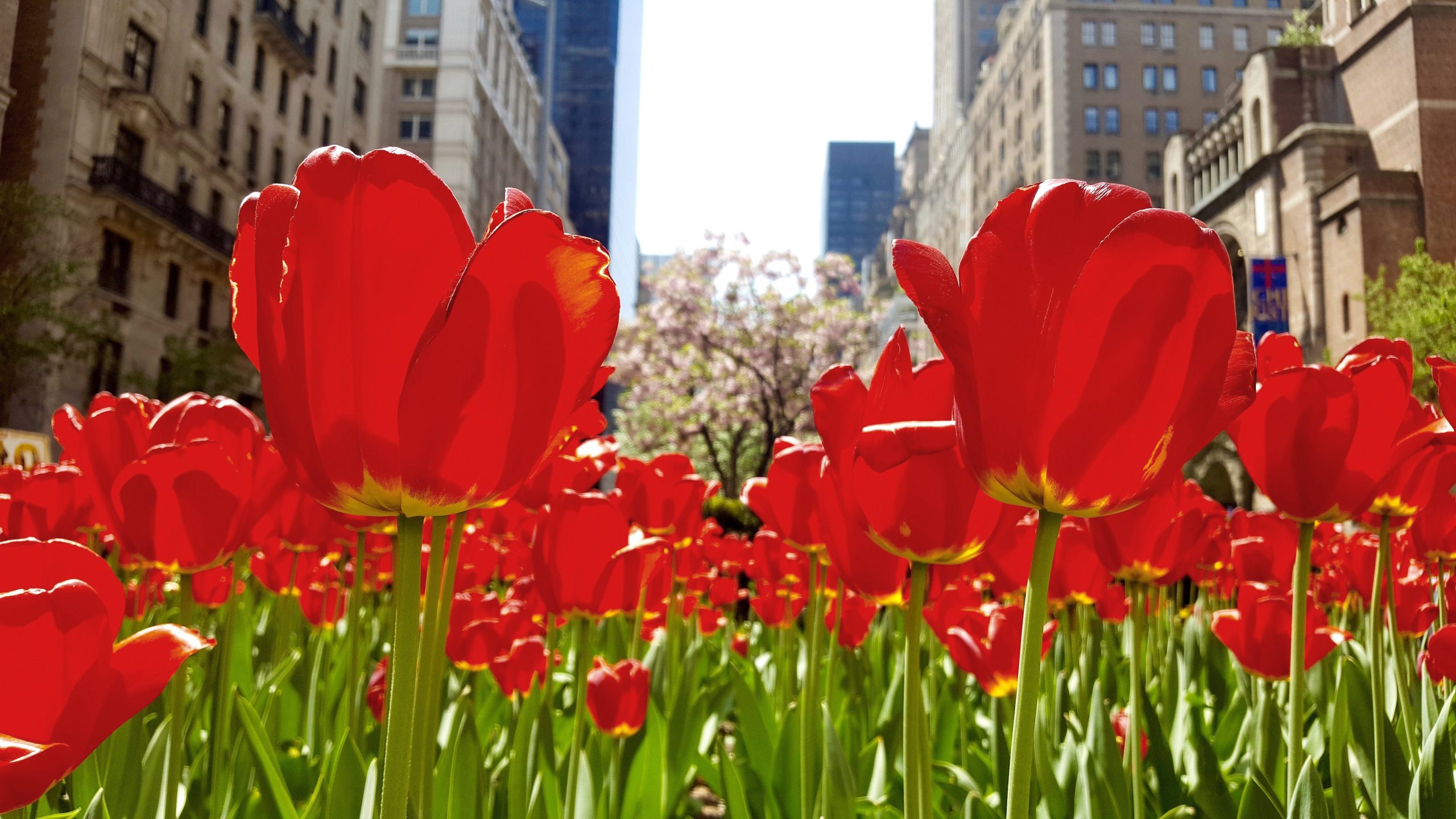 Tulips on the Town: A Conversation with The Fund for Park Avenue’s ...