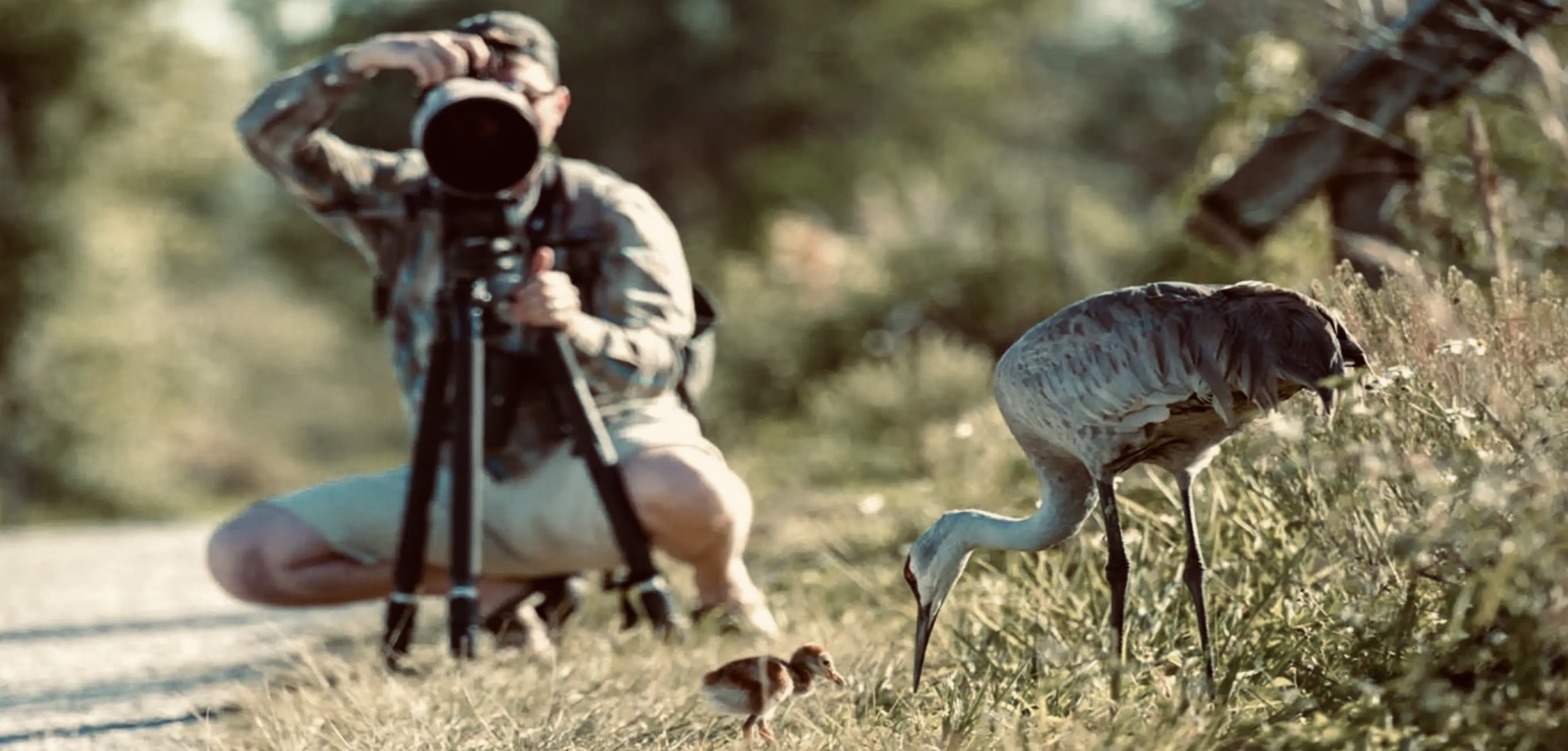 Yala National Park Photography Tour | Top Rated Yala Safari Guide ...