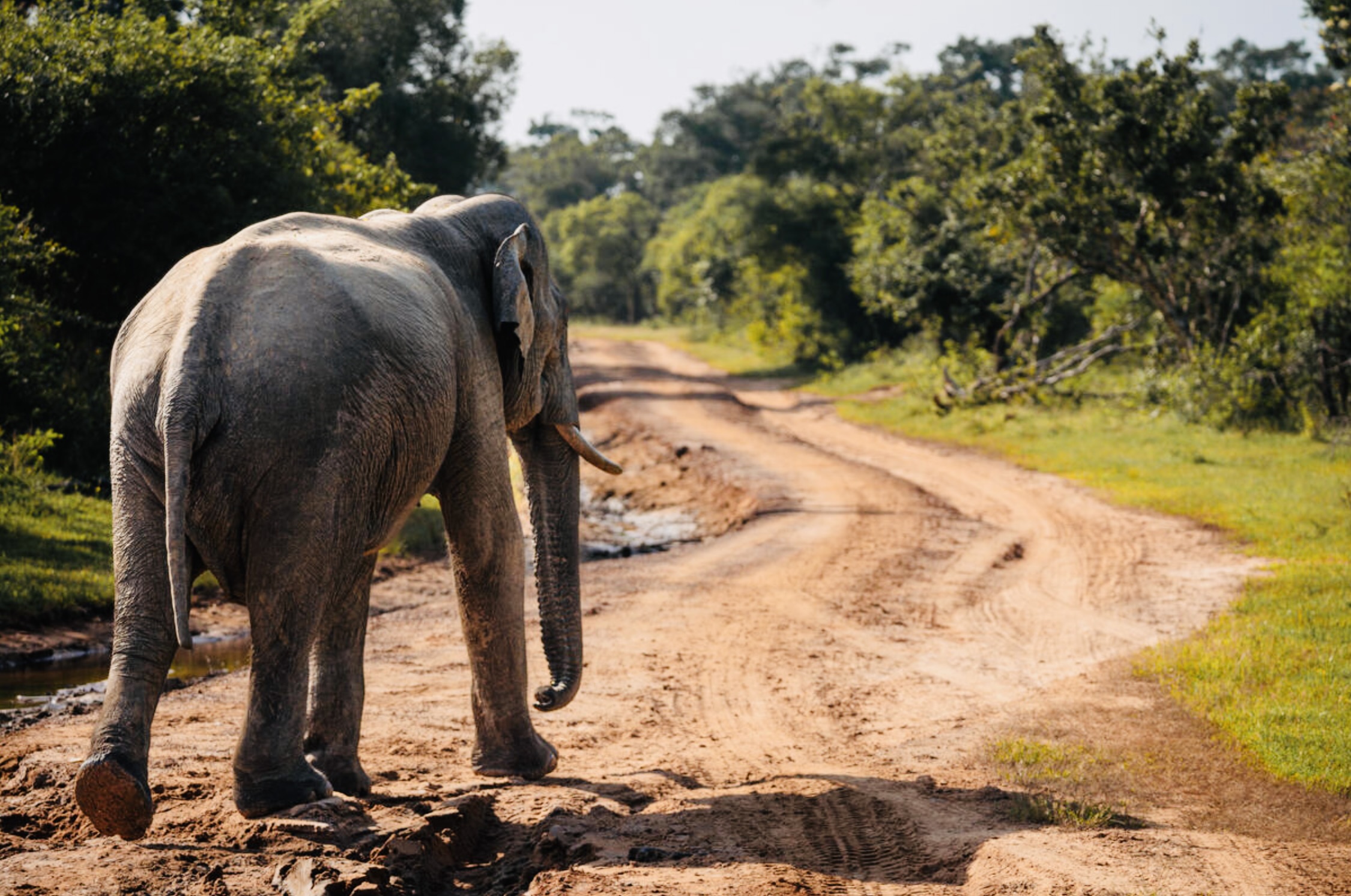 Ultimate Guide to Visiting Yala National Park in Sri Lanka | Top Rated ...