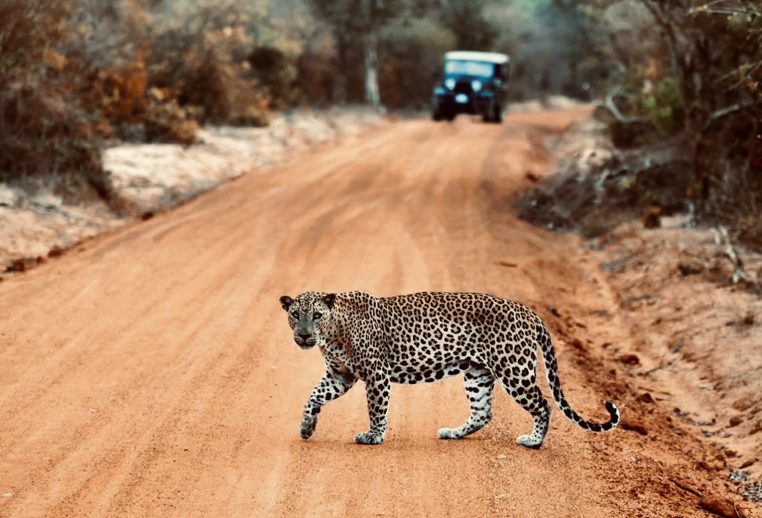 Yala National Park Safari Guide (2025): Leopards, Costs & Expert Tips ...