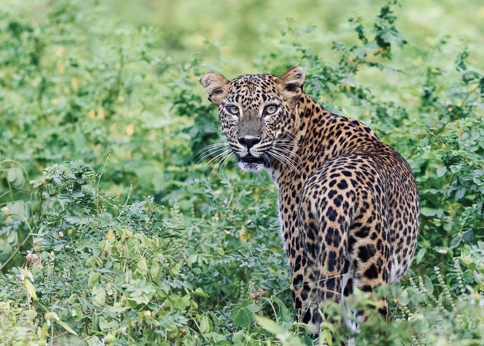 Yala's Big Three How to See a Leopard, Elephant AND Sloth Bear on One ...