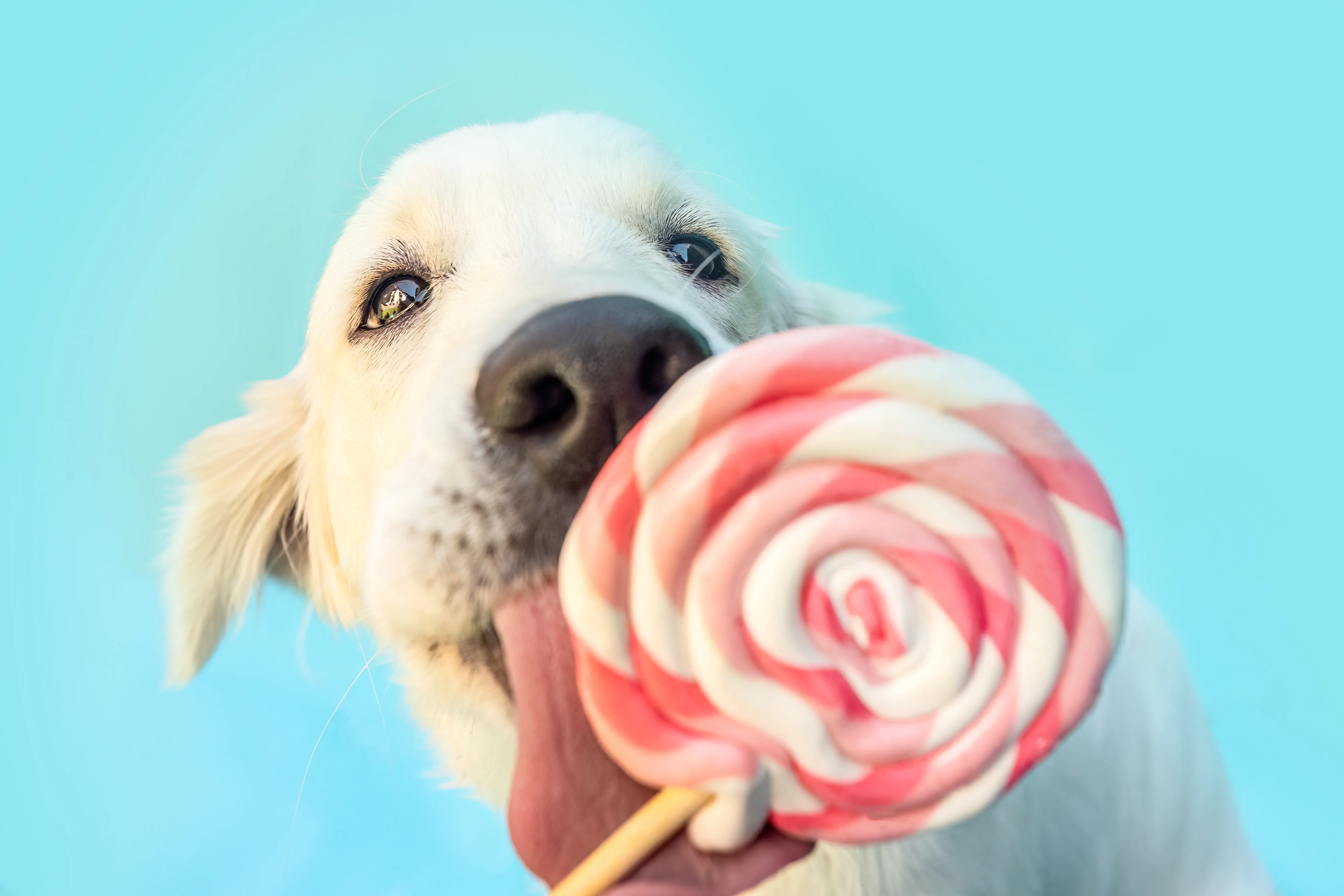 Te koop: Kleurrijk hondenkoekjesmerk | €39.000 | Brookz®