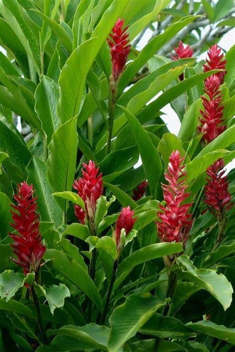 Red Ginger - Steibsfloral | Bringing Nature Closer to You