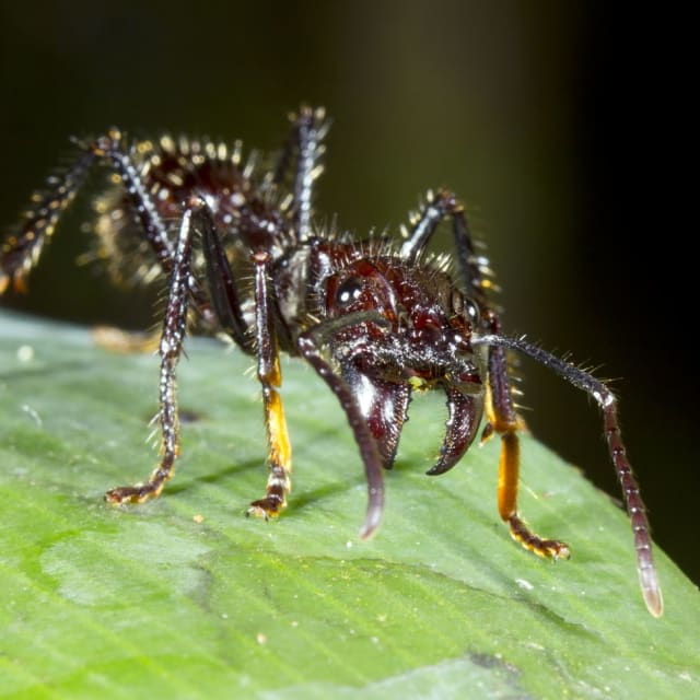 Discover Bullet Ant Lifecycle Diet Facts And More Bugbrief