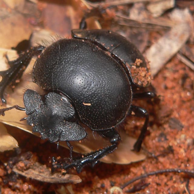 Bug Profiles | BugBrief