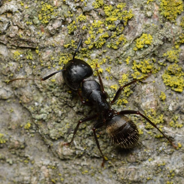 Bug Profiles | BugBrief