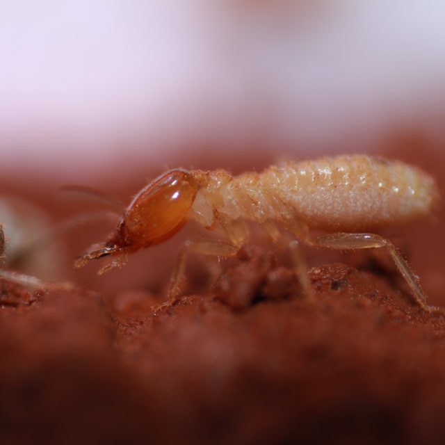 Bug Profiles | BugBrief