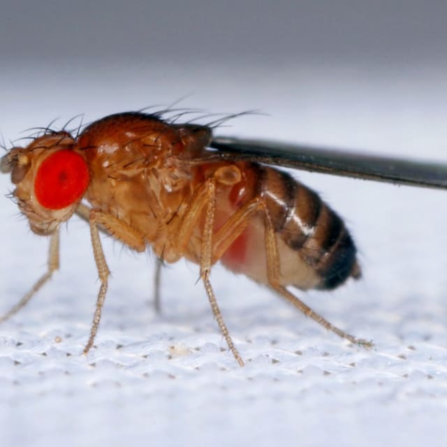 Discover Fruit Fly: Lifecycle, Diet, Facts, and More | BugBrief