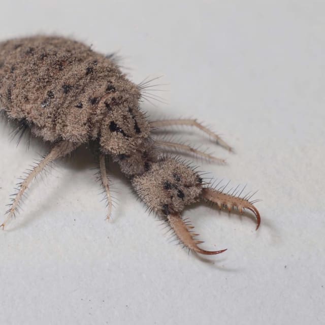 Discover Antlion: Lifecycle, Diet, Facts, and More | BugBrief