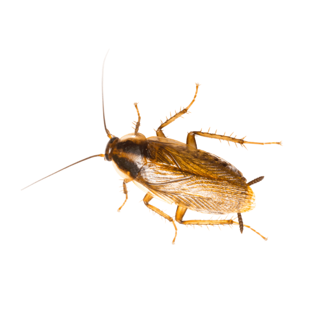 Discover German Cockroach: Lifecycle, Diet, Facts, and More | BugBrief