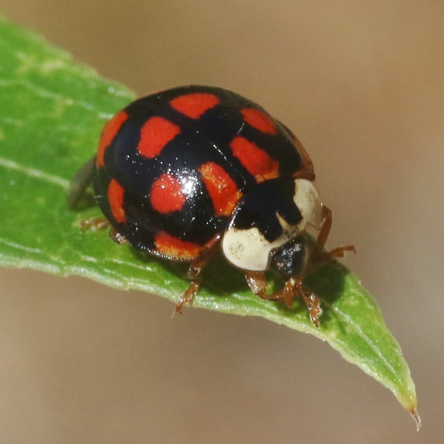 Discover Asian Lady Beetle: Lifecycle, Diet, Facts, and More | BugBrief