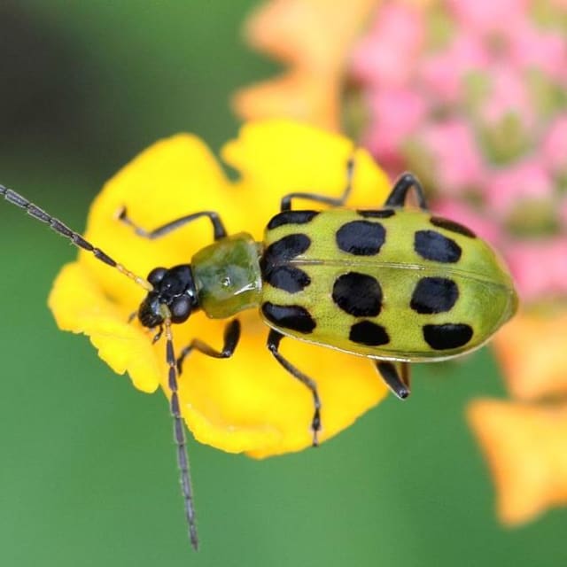 Discover Cucumber Beetle: Lifecycle, Diet, Facts, and More | BugBrief