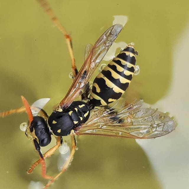 Discover Paper Wasp: Lifecycle, Diet, Facts, and More | BugBrief