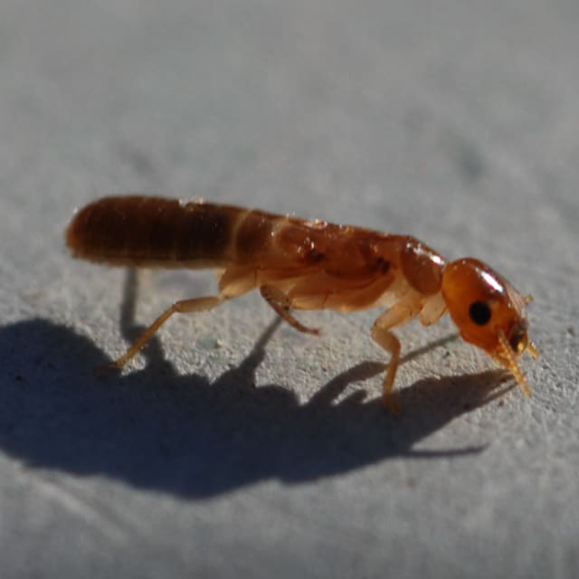 Discover Drywood Termites: Lifecycle, Diet, Facts, and More | BugBrief