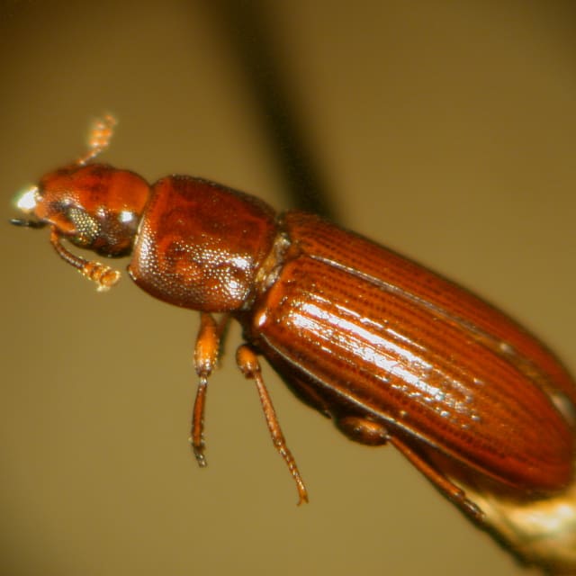Discover Flour Beetle: Lifecycle, Diet, Facts, and More | BugBrief