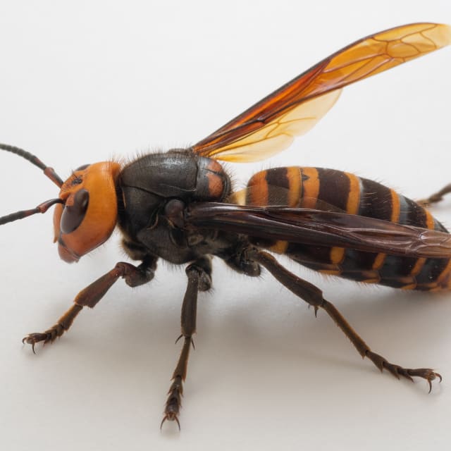 Discover Asian Giant Hornet: Lifecycle, Diet, Facts, and More | BugBrief