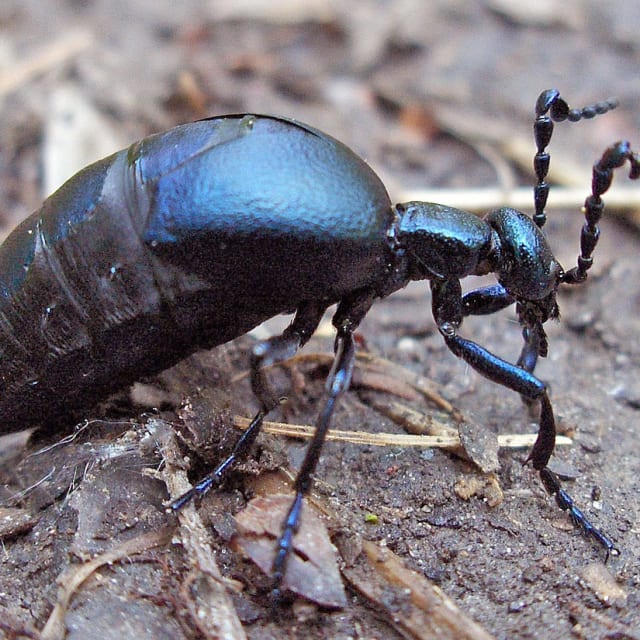 Discover Blister Beetle: Lifecycle, Diet, Facts, and More | BugBrief