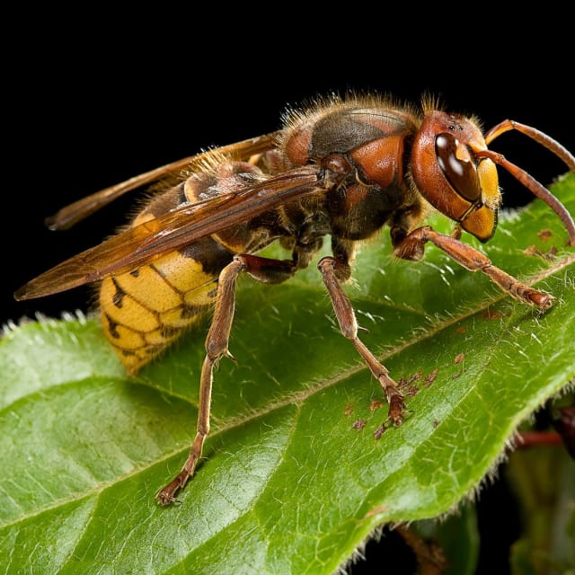Discover European Hornet Lifecycle Diet Facts And More Bugbrief