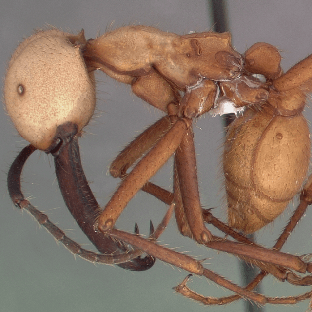 Discover Army Ant: Lifecycle, Diet, Facts, and More | BugBrief