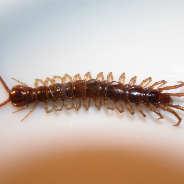 Discover Centipede: Lifecycle, Diet, Facts, and More | BugBrief