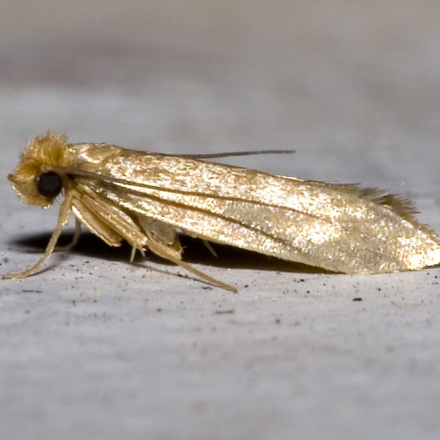 Discover Common Clothes Moth: Lifecycle, Diet, Facts, and More | BugBrief
