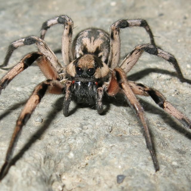 Discover Wolf Spider: Lifecycle, Diet, Facts, and More | BugBrief